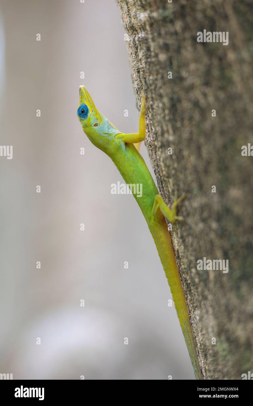 Saint Vincent bush anole (Anolis trinitatis) male on a trunk, Kingstown ...