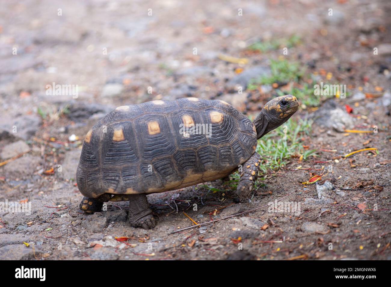 Red-footed tortoise (Chelonoidis carbonaria), Union island, Saint ...
