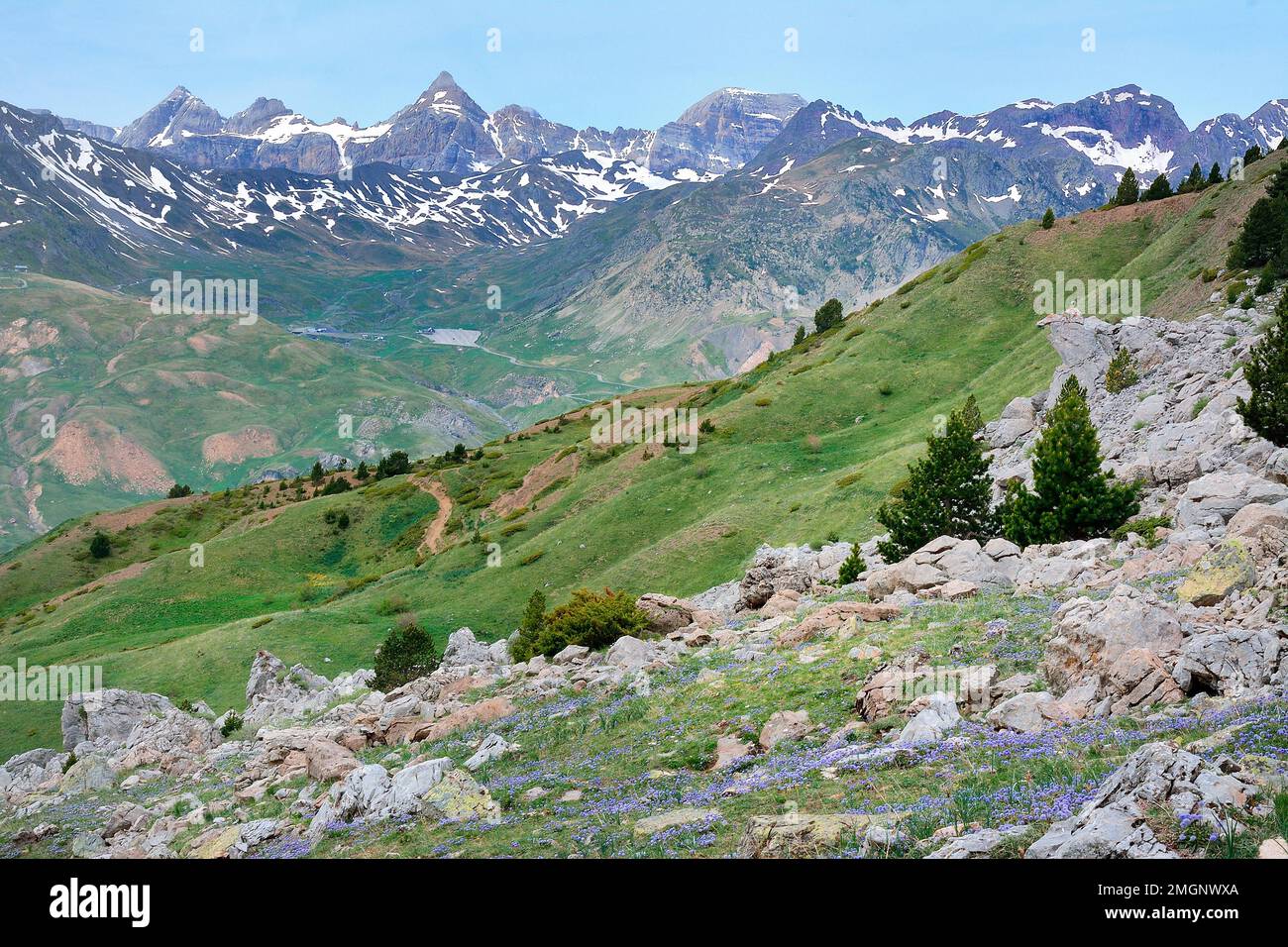 Globe daisy (Globularia nudicaulis) in bloom in the Tena Valley ...