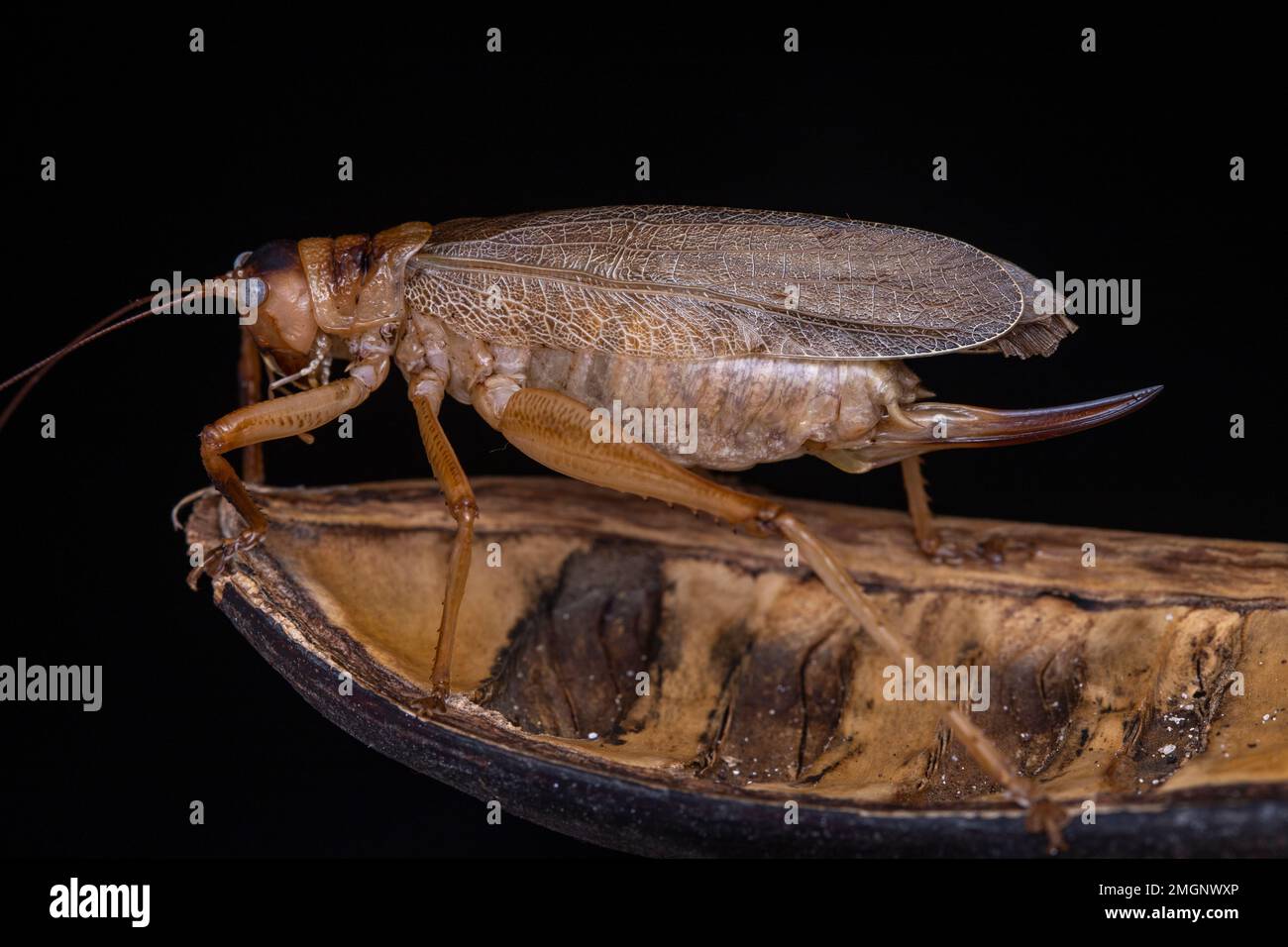Katydid (Nesonotus sp. (superbus?) , Union island, Saint Vincent and ...