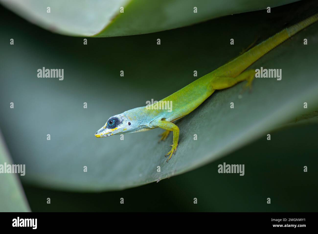 Saint Vincent bush anole (Anolis trinitatis) male on a leaf, Kingstown ...