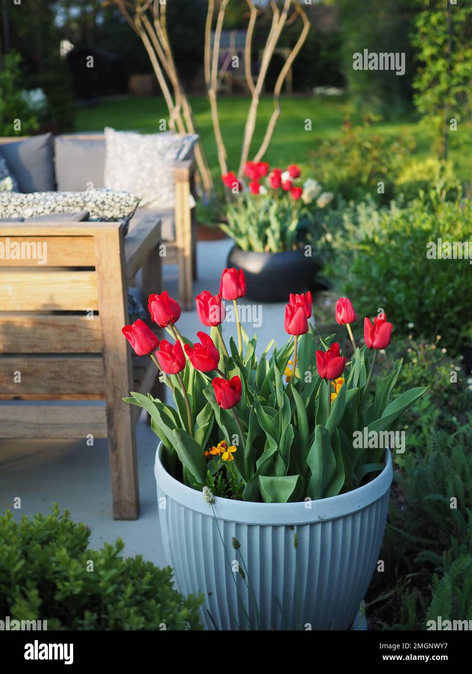Tulips in container hi-res stock photography and images - Alamy