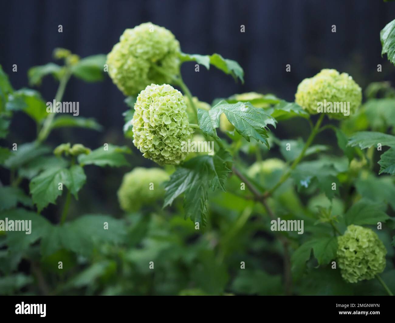 Close up of new lime green flower heads of Viburnum opulus 'Roseum ...
