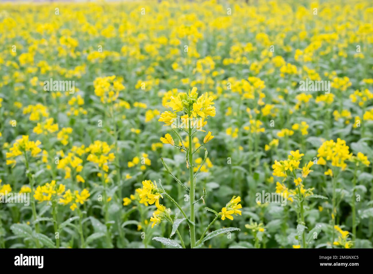 Mustard fields growth hi-res stock photography and images - Alamy