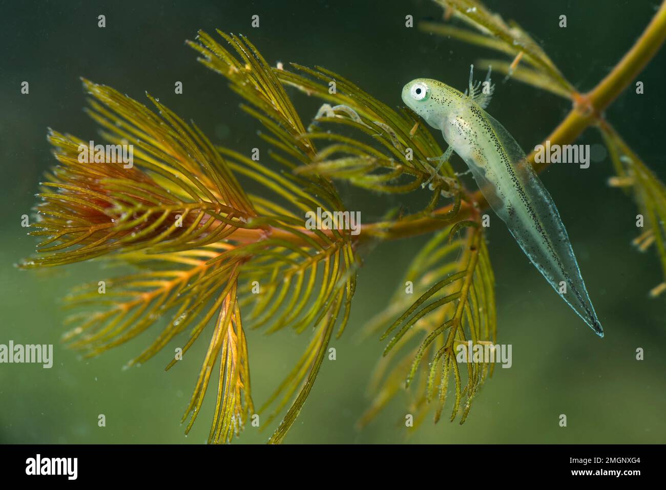 Crested newt larva (Triturus cristatus) in a pond, Ecrouves plateau ...