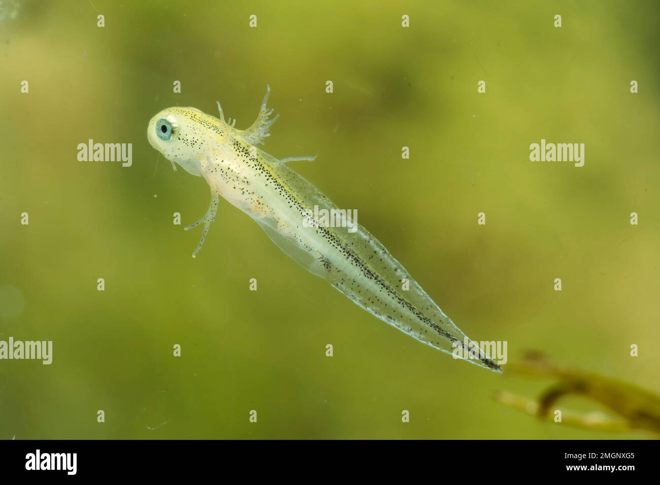 Crested newt larva (Triturus cristatus) in a pond, Ecrouves plateau ...