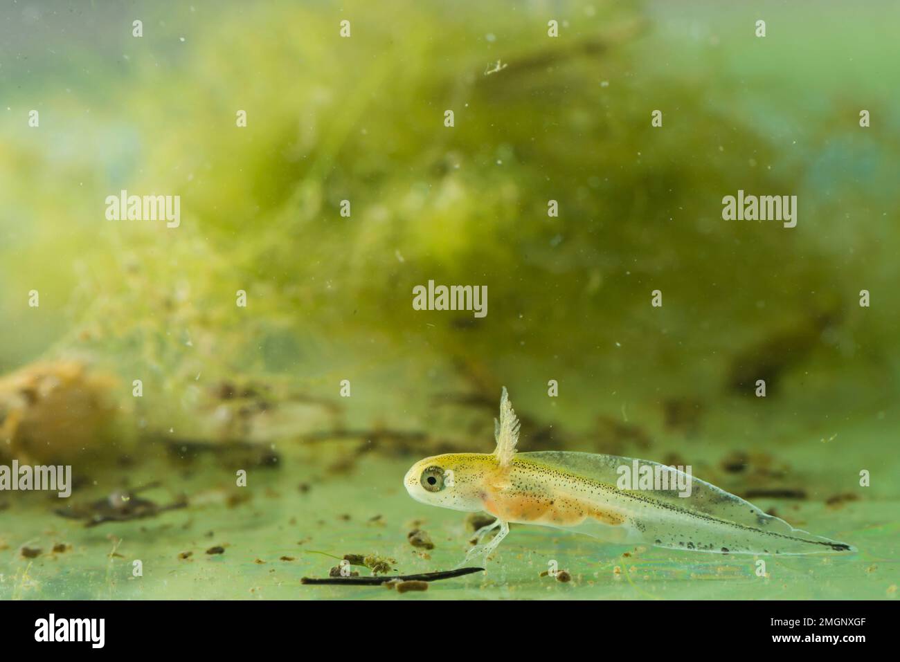 Crested newt larva (Triturus cristatus) in a pond, Ecrouves plateau ...