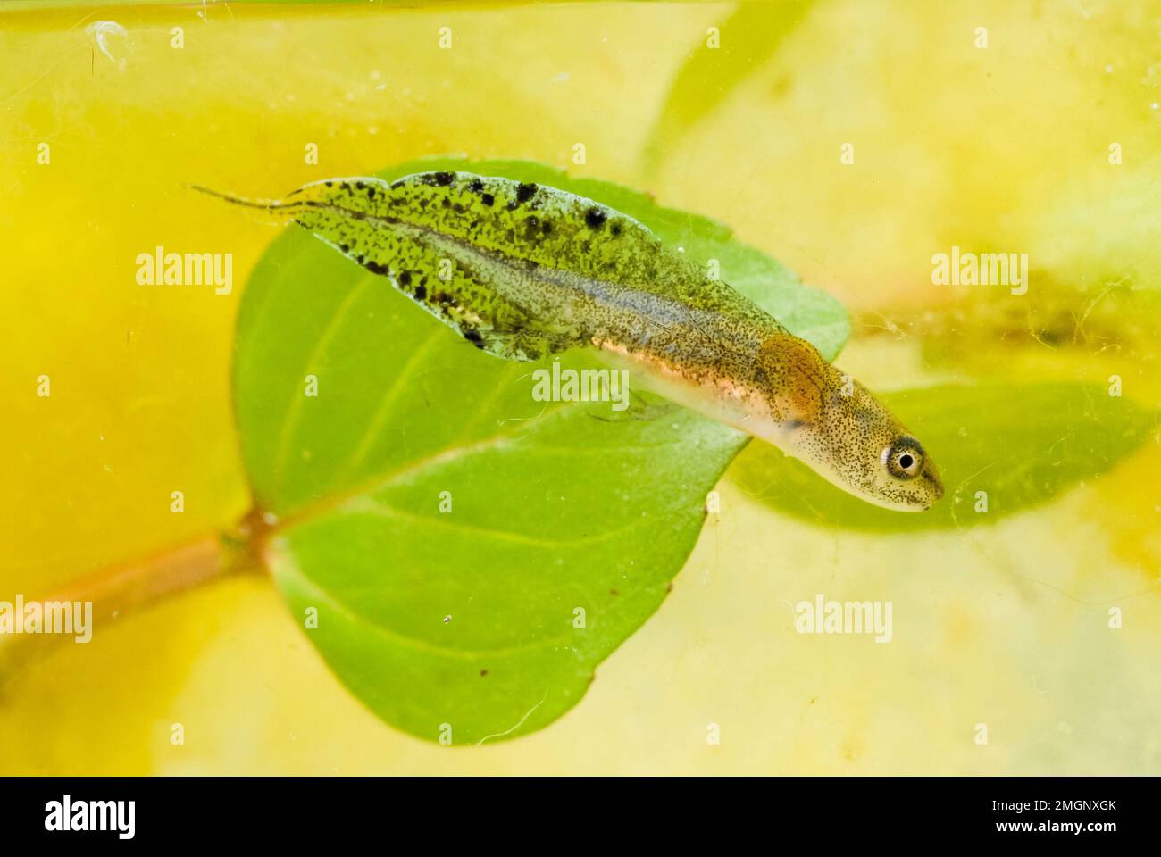 Crested newt larva (Triturus cristatus) in a pond, Lorraine, France ...