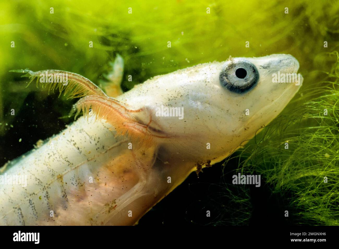 Crested newt larva (Triturus cristatus) in a pond, Lorraine, France ...