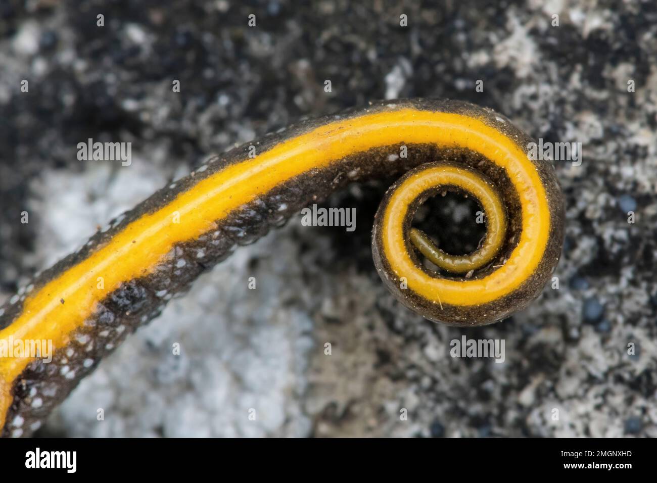 Great crested newt (Triturus cristatus) coiled tail, immobile newt in ...