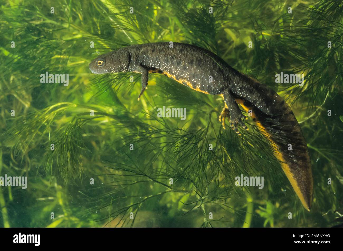 Crested newt (Triturus cristatus) female aquatic phase, ready to lay ...
