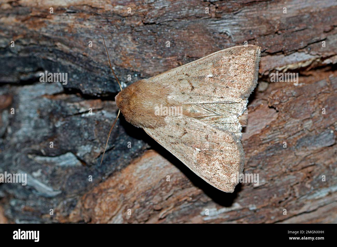 Clay moth hi-res stock photography and images - Alamy