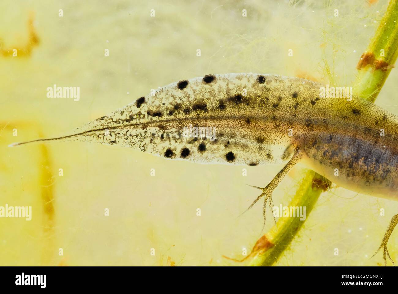 Crested newt larva (Triturus cristatus) in a pond, Lorraine, France ...