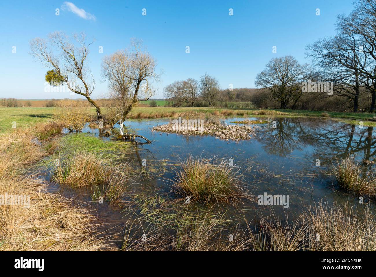 Meadow pond: site with green tree frog and great crested newt, spotted ...
