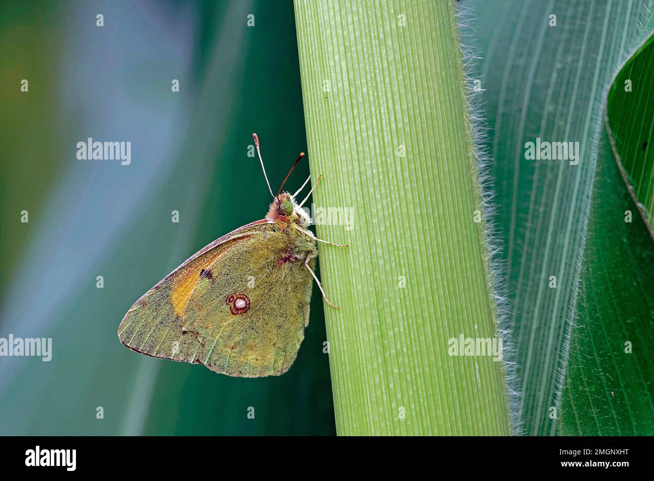 Clouded Yellow (Colias crocea) on stem, side view, Gers, France Stock ...