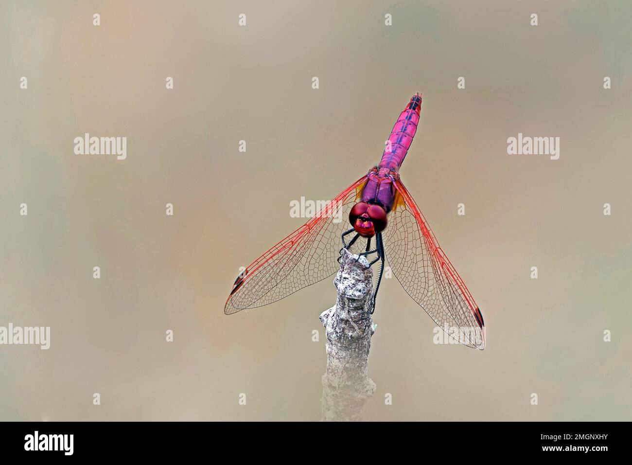 Violet Dropwing (Trithemis annulata) male, front view, open wings, Gers ...