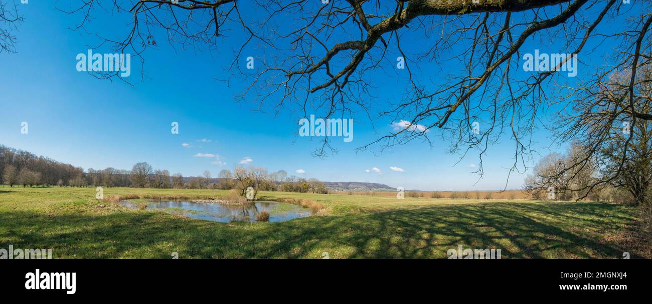 Meadow pond: site with green tree frog and great crested newt, spotted ...
