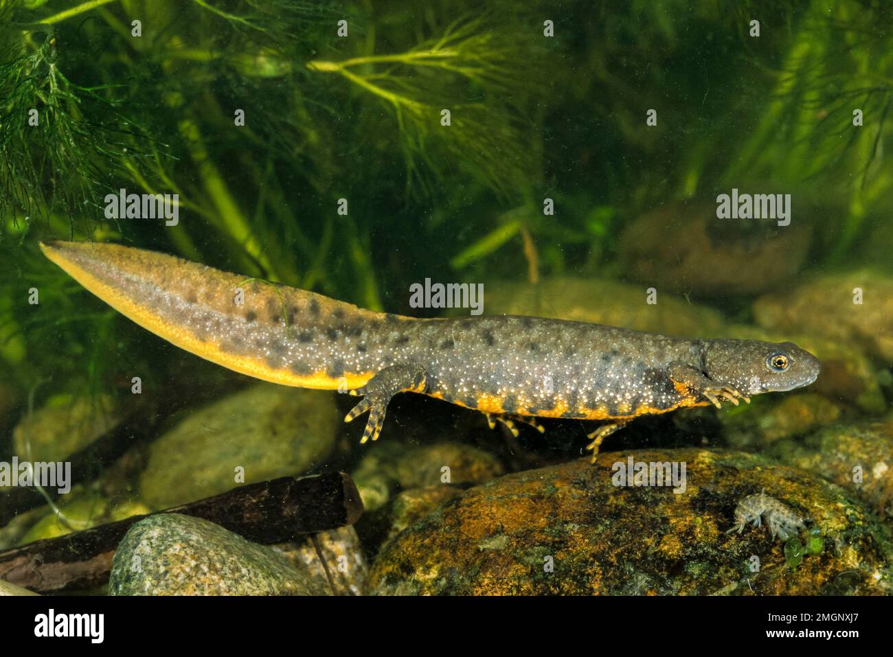 Crested newt (Triturus cristatus) female aquatic phase, Villey-Saint ...