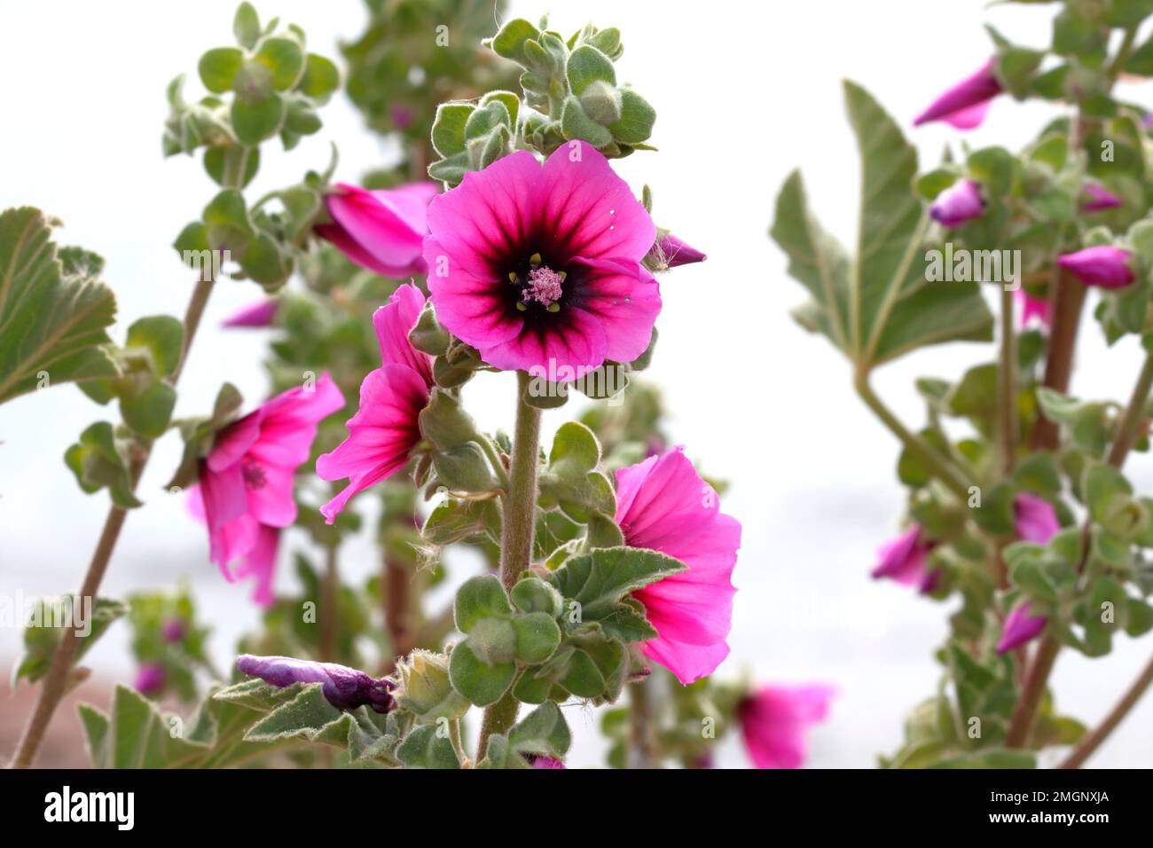 Tree Mallow (Malva arborea), flowers, Ploemeur, Morbihan, Bretagne ...