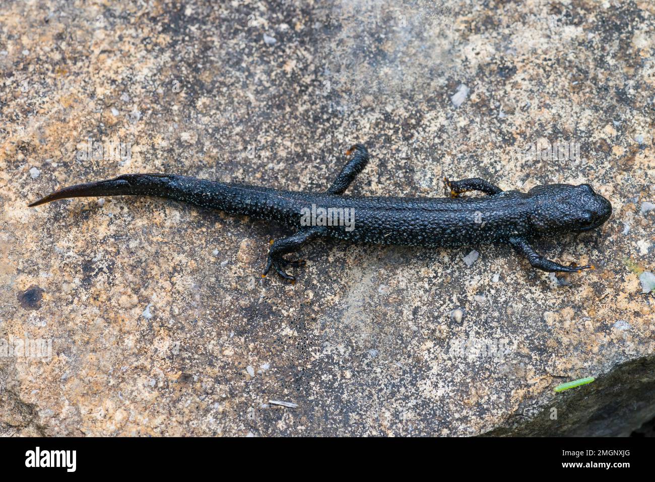 Crested newt (Triturus cristatus) adult on land during migration ...