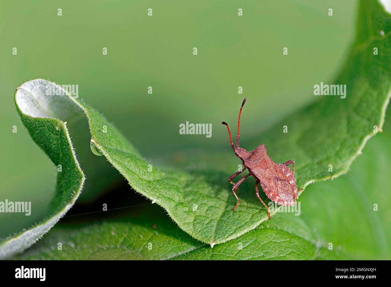 Dock Bug (Coreus marginatus) on leaf, top view, Gers, France Stock ...