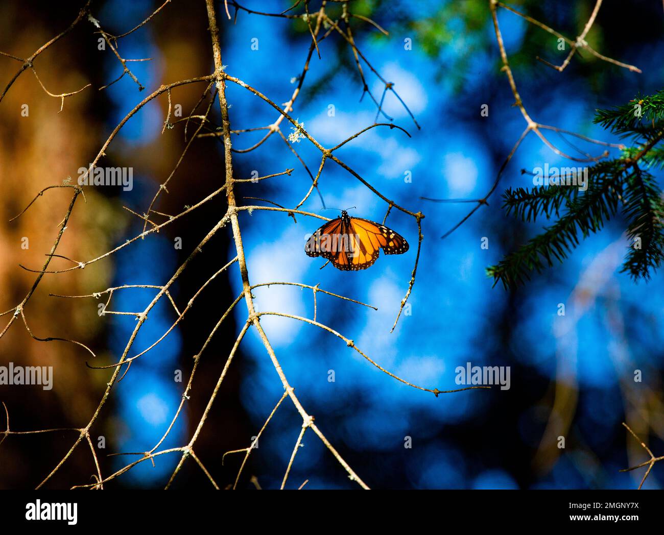 Monarch butterfly (Danaus plexippus) on branche in a park El Rosario ...
