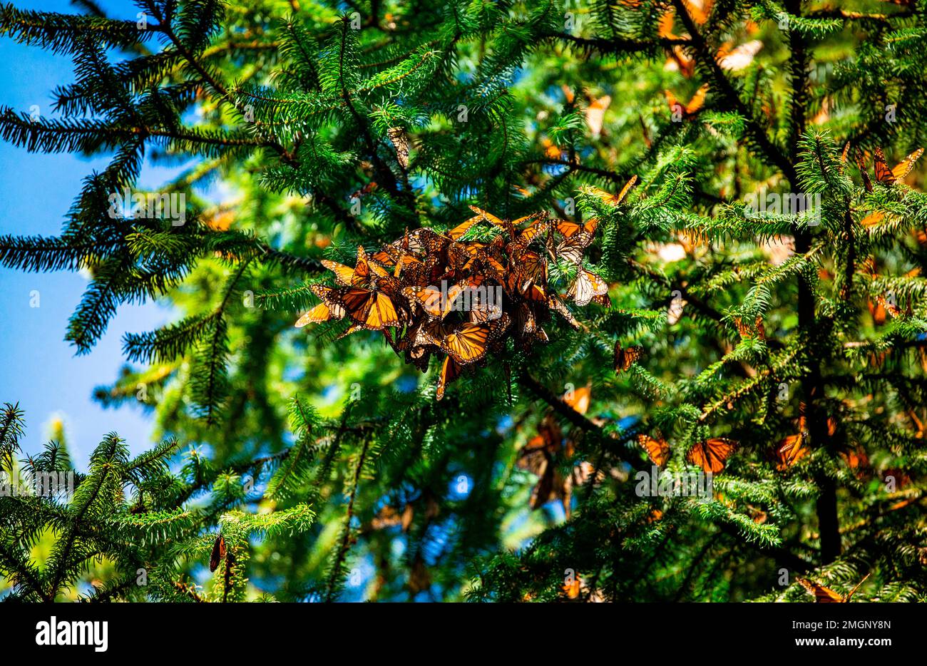 Colony of Monarch butterflies (Danaus plexippus) on a branche in a park ...