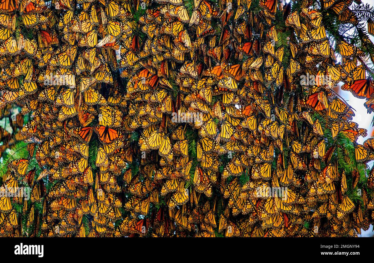 Big Colony of Monarch butterflies (Danaus plexippus) on a branche in a ...