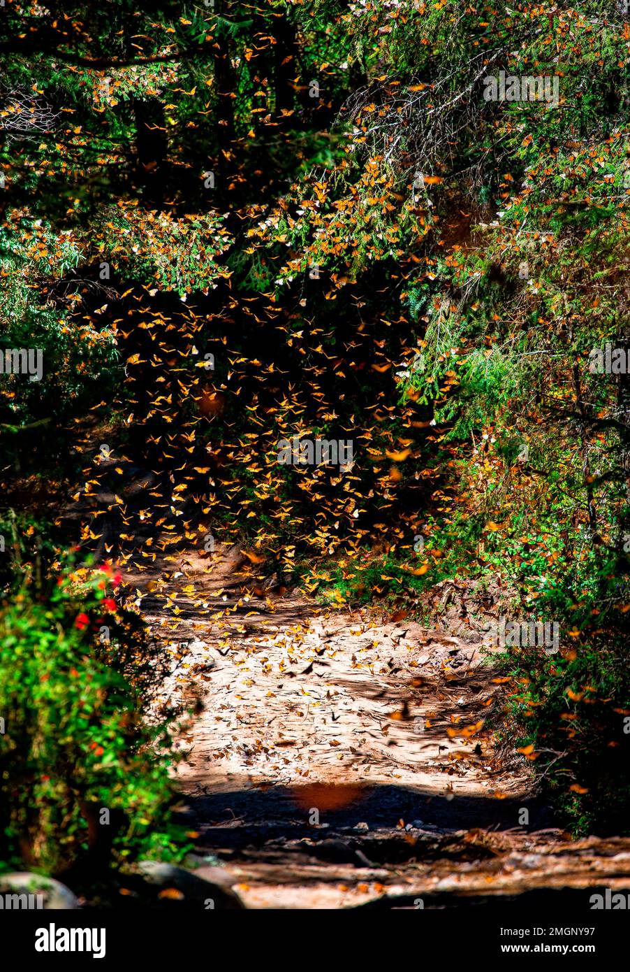 Monarch butterflies (Danaus plexippus) are flying in a park El Rosario ...