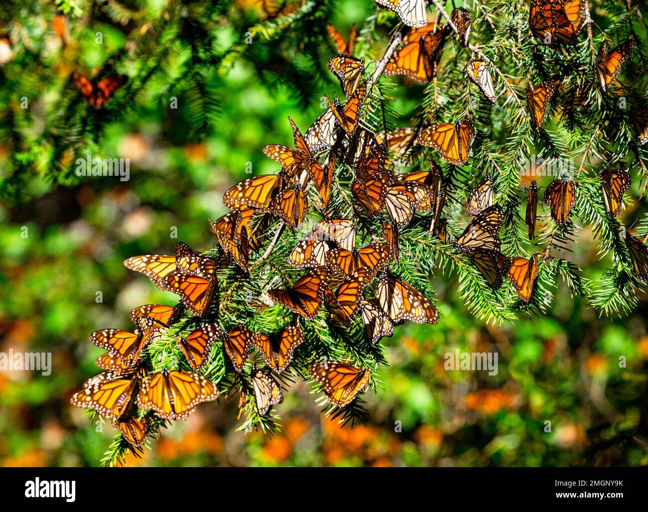 Colony of Monarch butterflies (Danaus plexippus) on a branche in a park ...