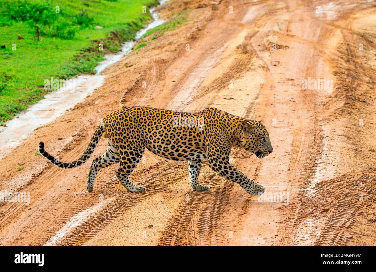 Leopard (Panthera pardus kotiya) is crossing the road in Yala National ...