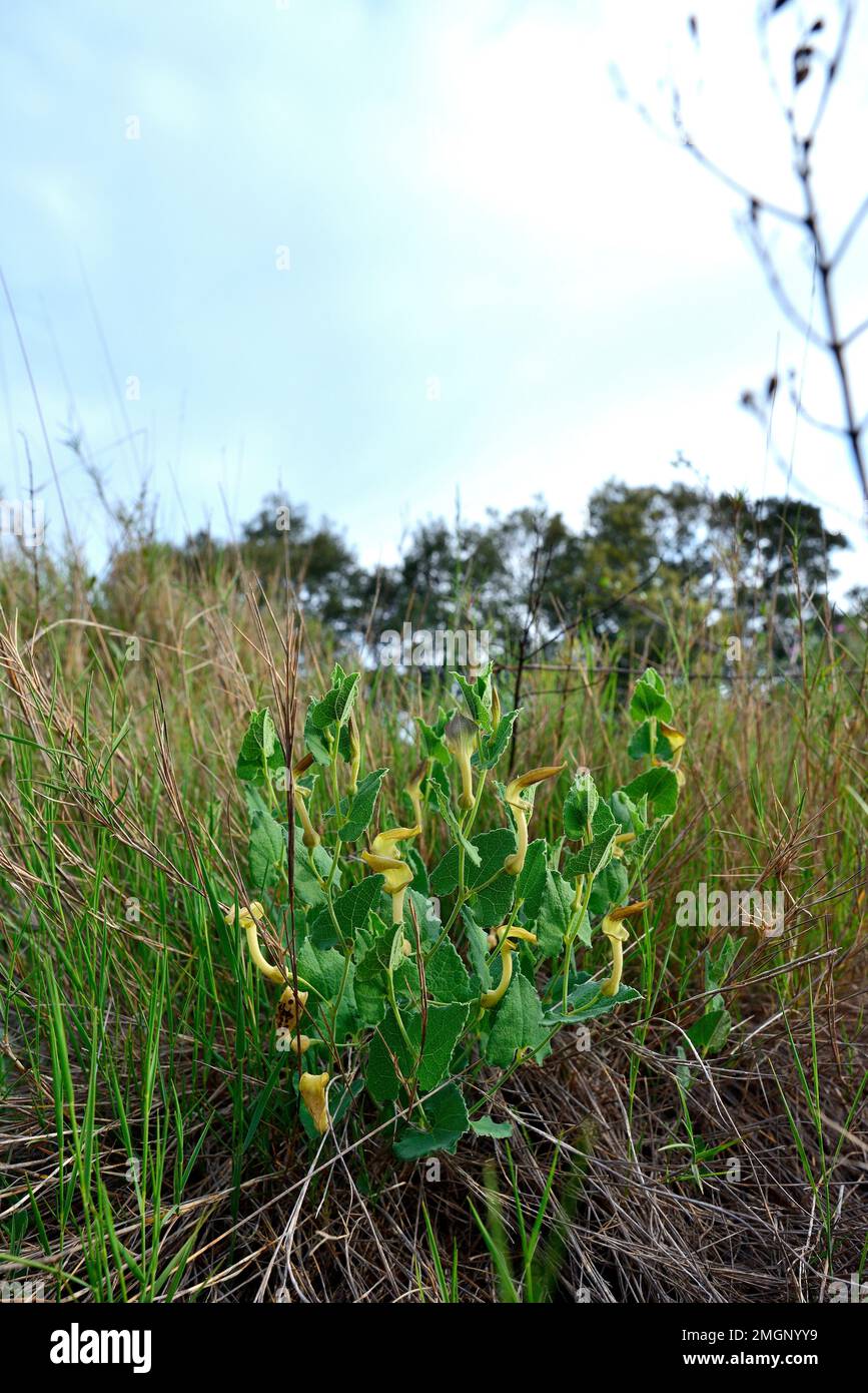 Pipevine (Aristolochia pistolochia) with its inflorescences in the ...