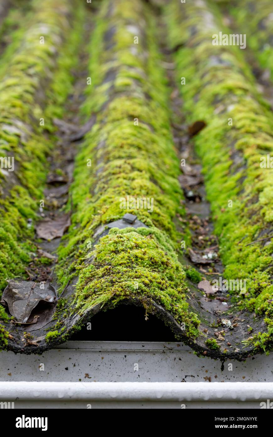 Moss growing on fibre cement roof, Gers, France Stock Photo - Alamy