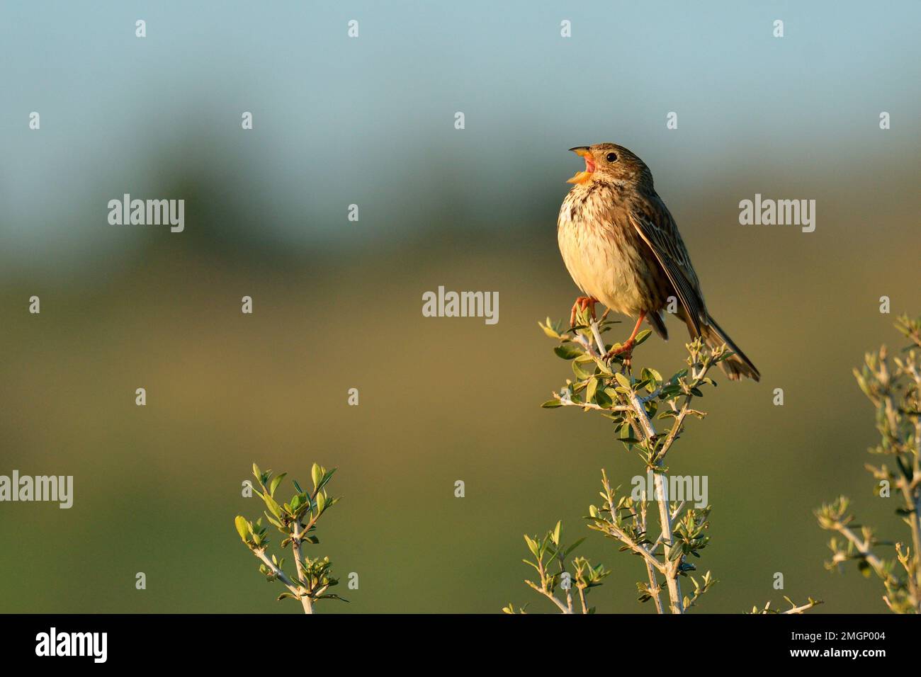 Corn Bunting (Emberiza calandra) singing on top of a branch, Puimisson ...
