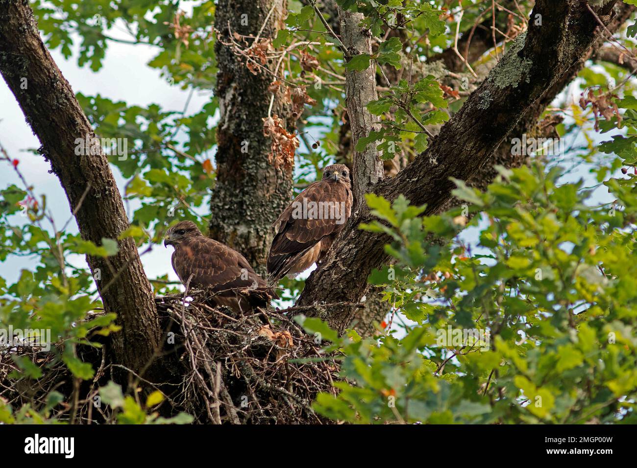 Common Buzzard (Buteo buteo), Young Buzzards ready to fly in their ...