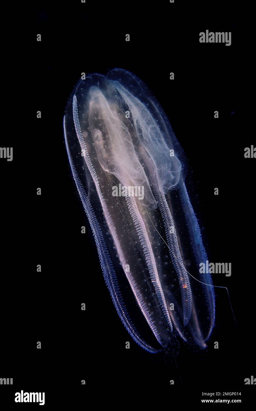 Comb jelly (Ctenophora sp), Tossa de Mar, Spain Stock Photo - Alamy