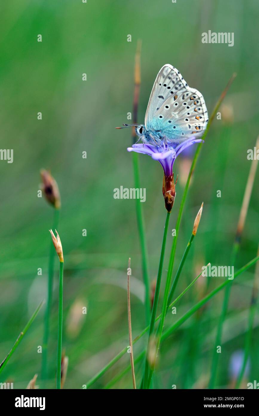 Spanich adonis blue (Lysandra hispana) on Aphyllantes (Aphyllanthes ...