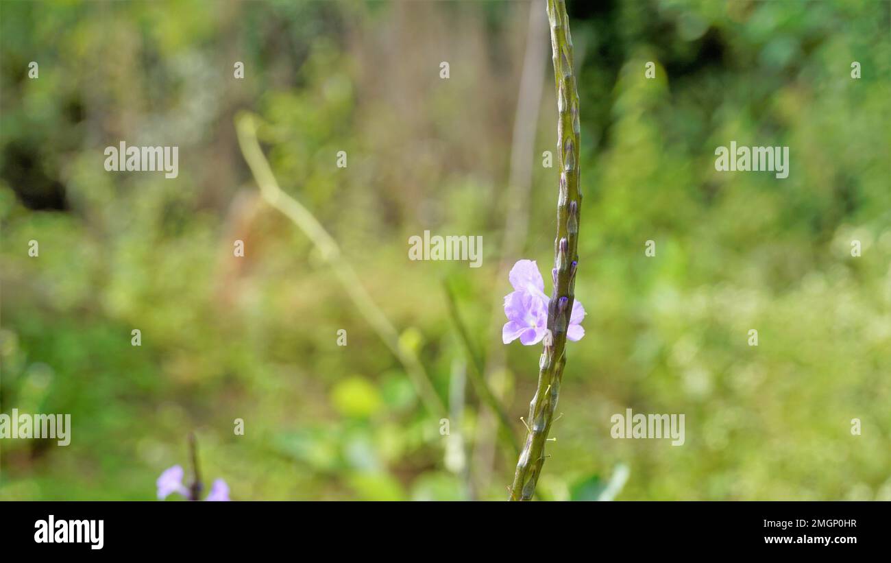 Closeup of beautiful flowers of Stachytarpheta jamaicensis also known ...
