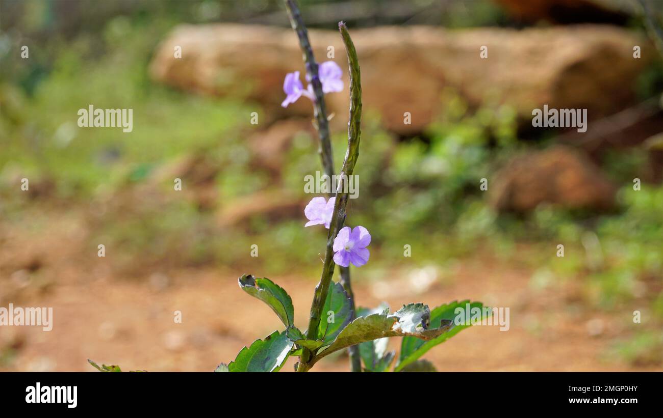 Closeup of beautiful flowers of Stachytarpheta jamaicensis also known ...