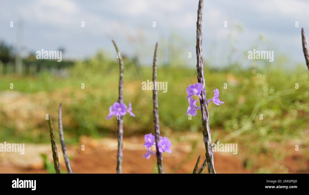 Closeup of beautiful flowers of Stachytarpheta jamaicensis also known ...
