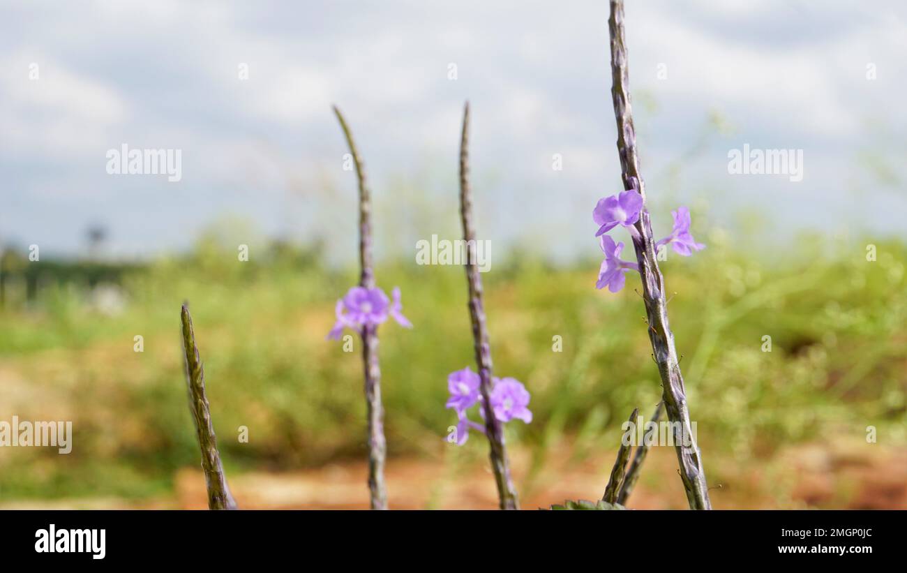 Closeup of beautiful flowers of Stachytarpheta jamaicensis also known ...