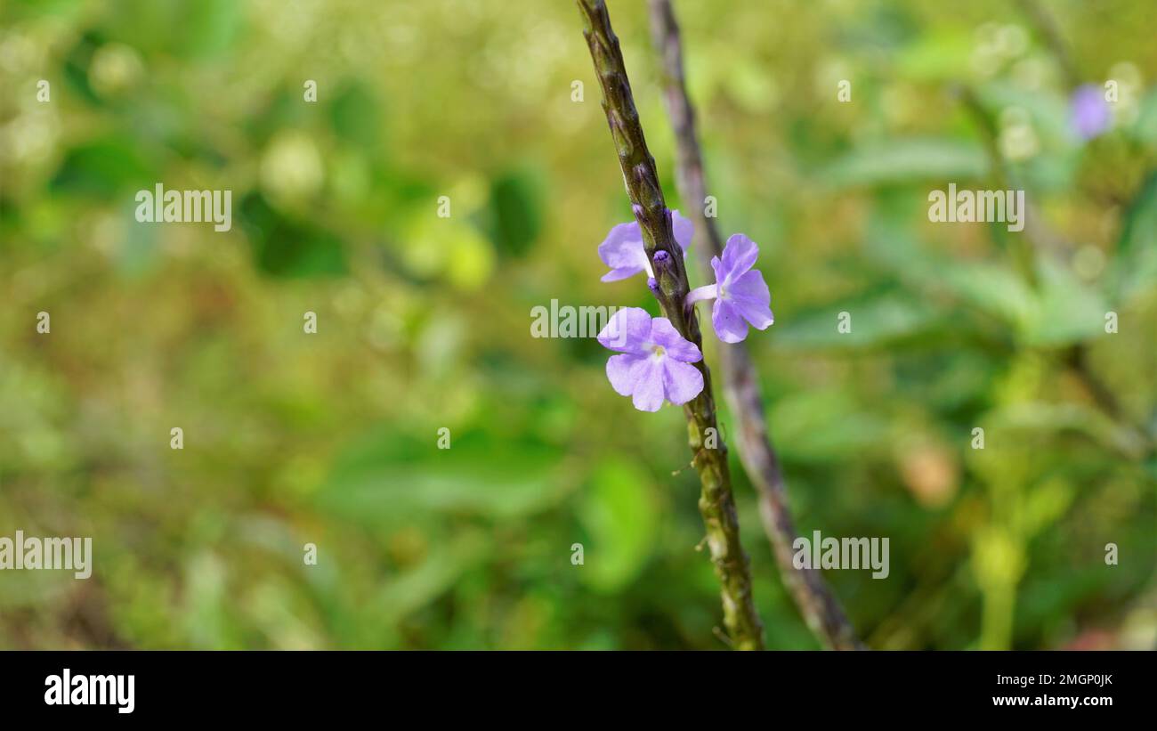 Closeup of beautiful flowers of Stachytarpheta jamaicensis also known ...