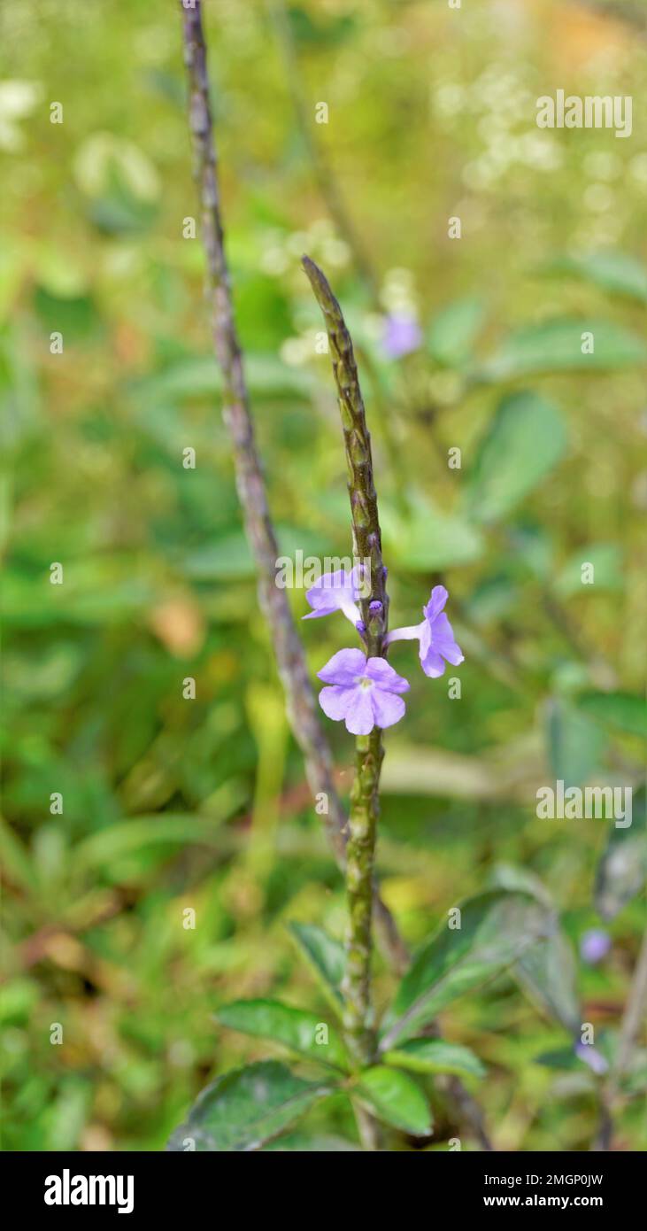 Closeup of beautiful flowers of Stachytarpheta jamaicensis also known ...