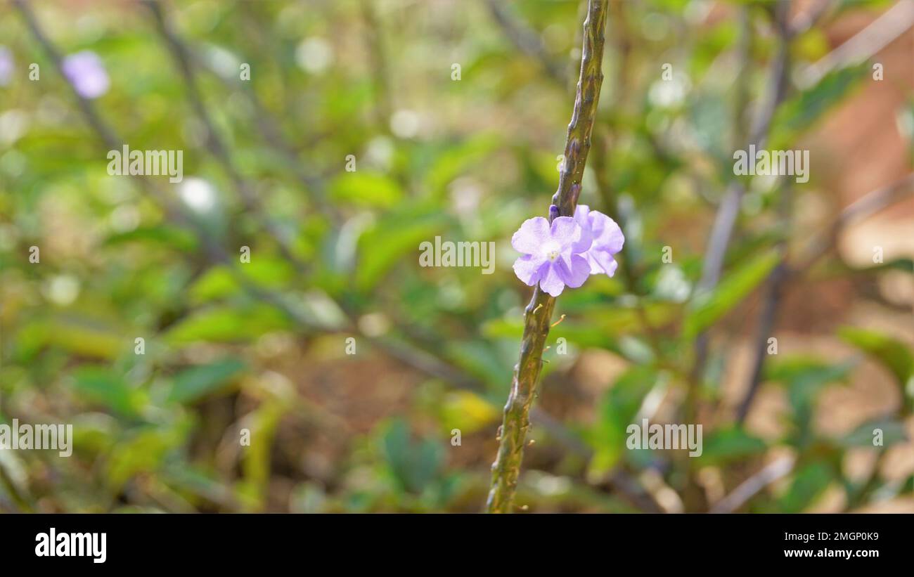 Closeup of beautiful flowers of Stachytarpheta jamaicensis also known ...