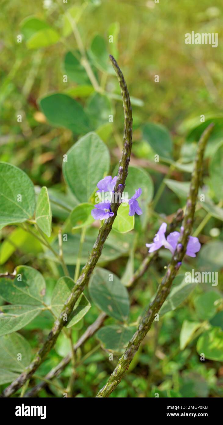 Closeup of beautiful flowers of Stachytarpheta jamaicensis also known ...