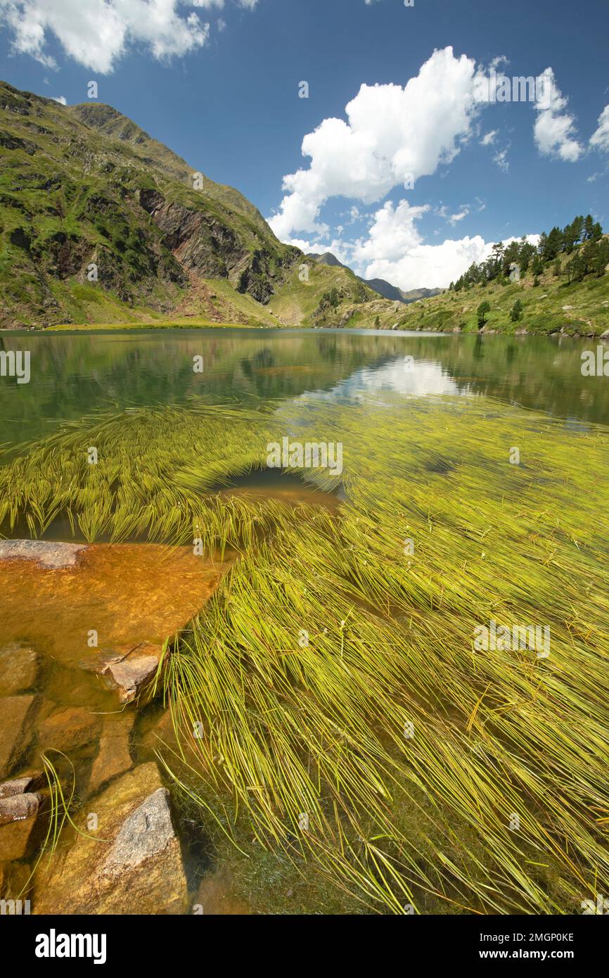 Sparganium species hi-res stock photography and images - Alamy