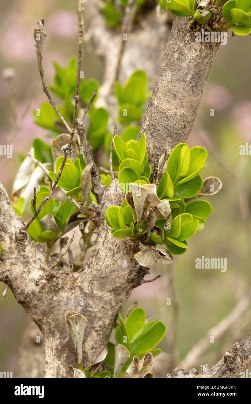 Young leaves of common boxwood (Buxus sempervirens) growing after being ...