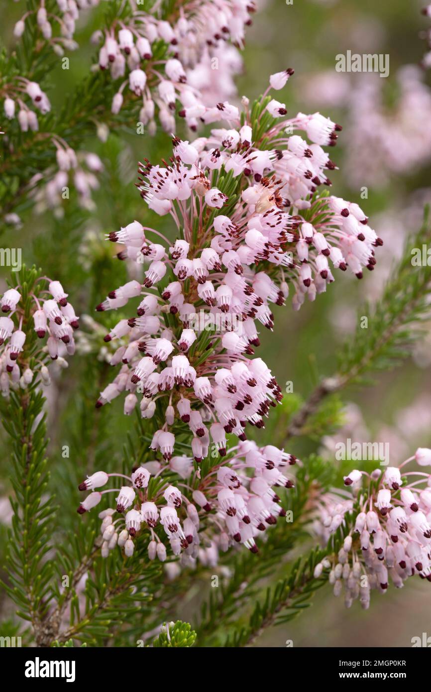Mediterranean Heather (Erica multiflora), flowers Stock Photo - Alamy