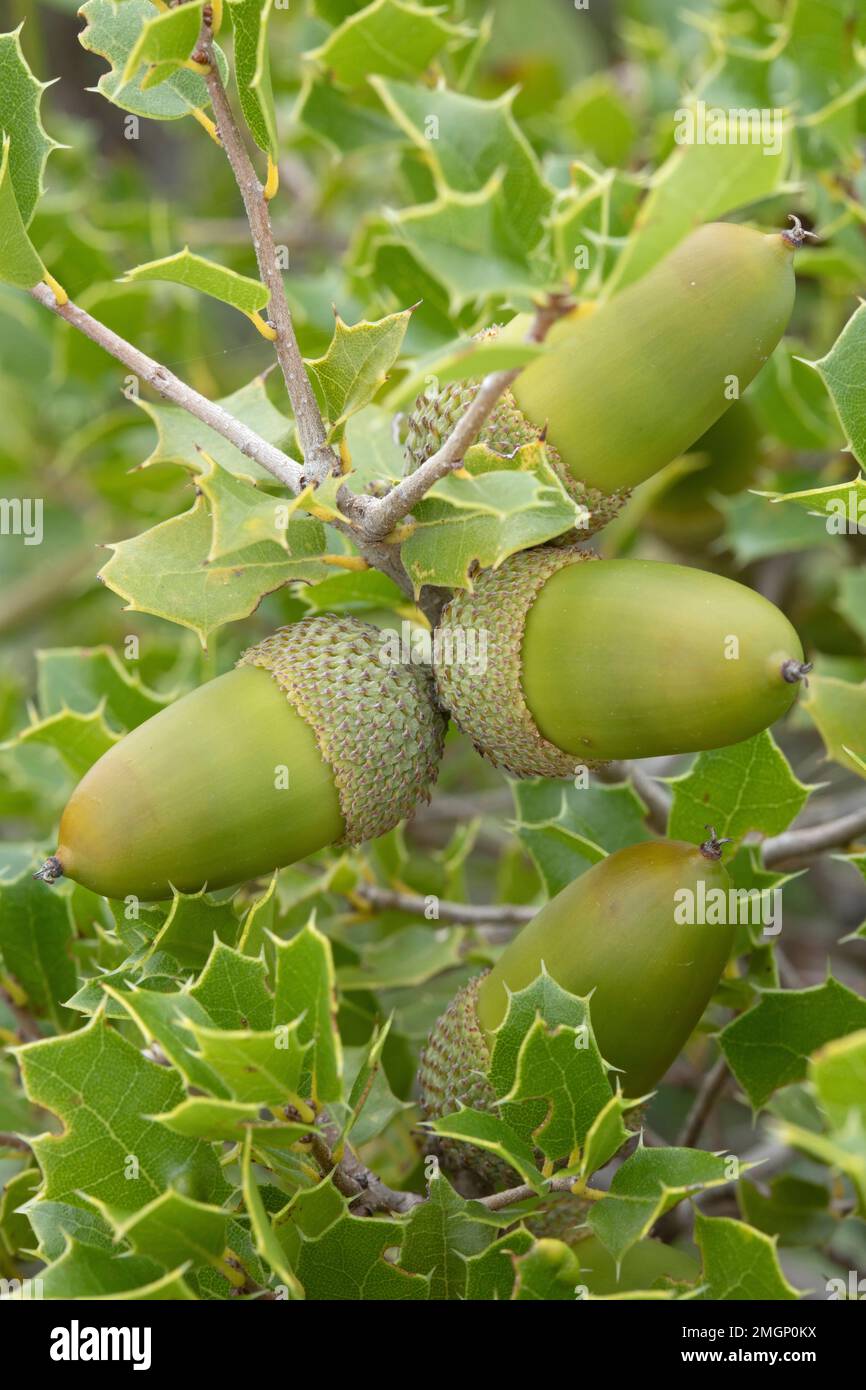 Kermes oak acorns (Quercus coccifera Stock Photo - Alamy