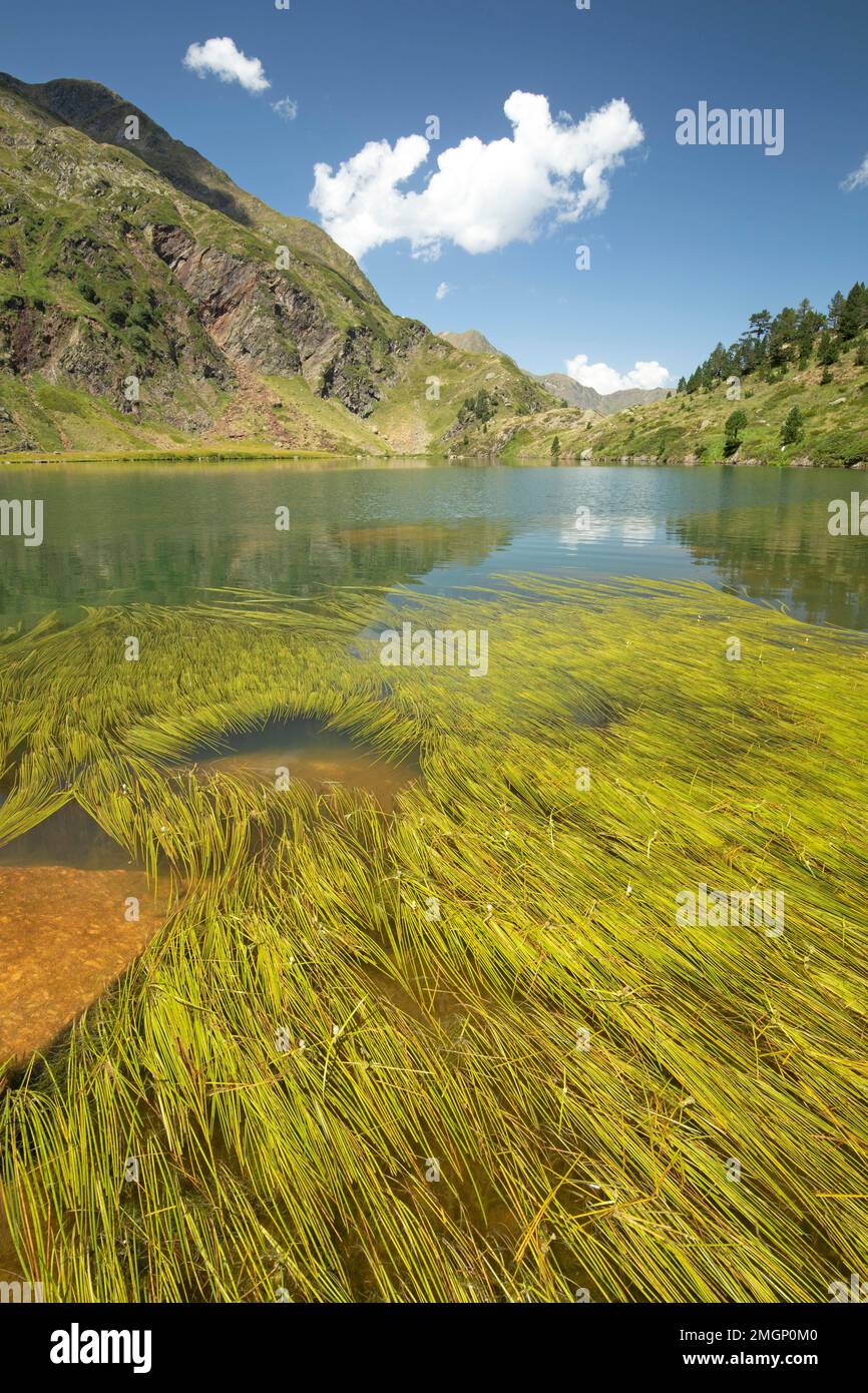 Narrowleaf bur-reed (Sparganium angustifolium), green lake, Pyrenees ...